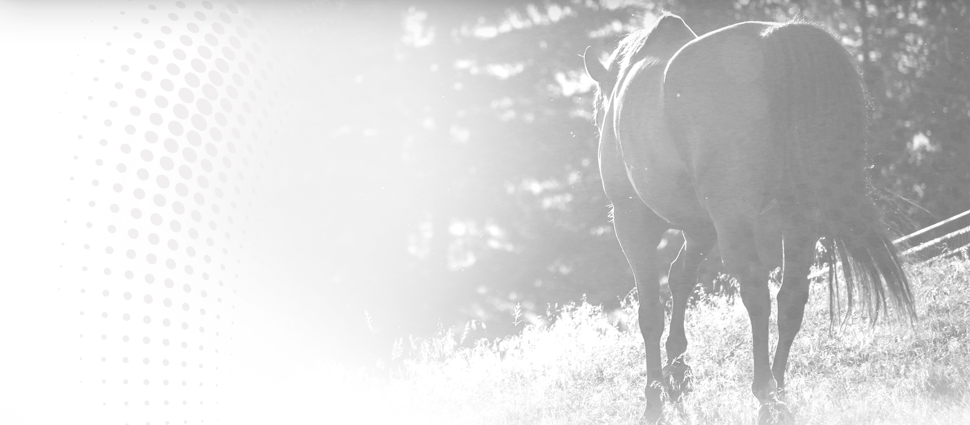 Contact The Horse Fund contact-the-horse-fund